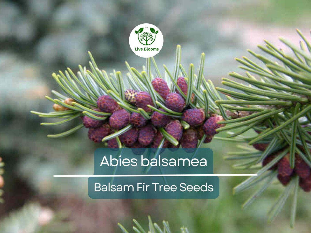 30 Abies Balsamea Seeds - Balsam Fir From Lake States | Cold-hardy ...