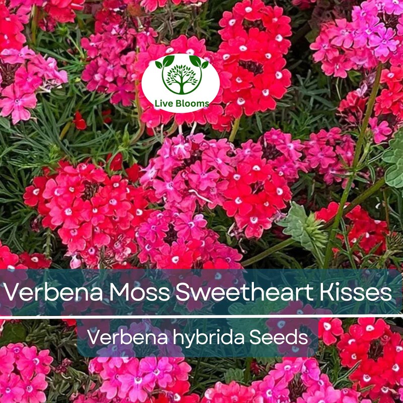 Moss Verbena - Etsy
