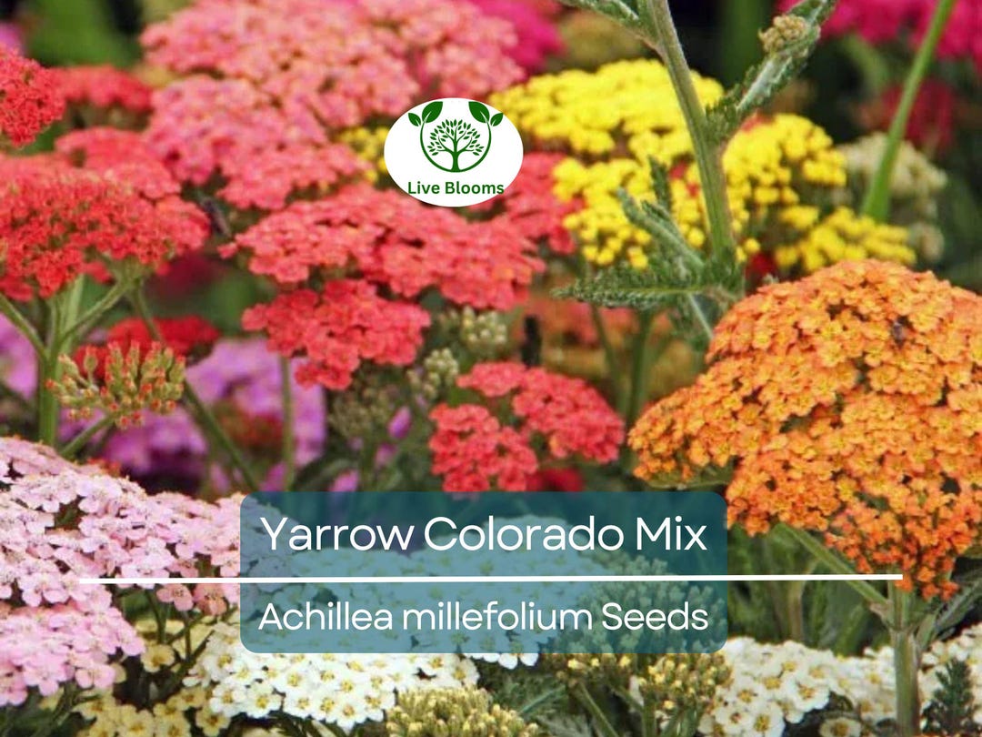 50 Seeds Yarrow Colorado Mix Perennial Wildflower Xeriscaping Non-gmo ...