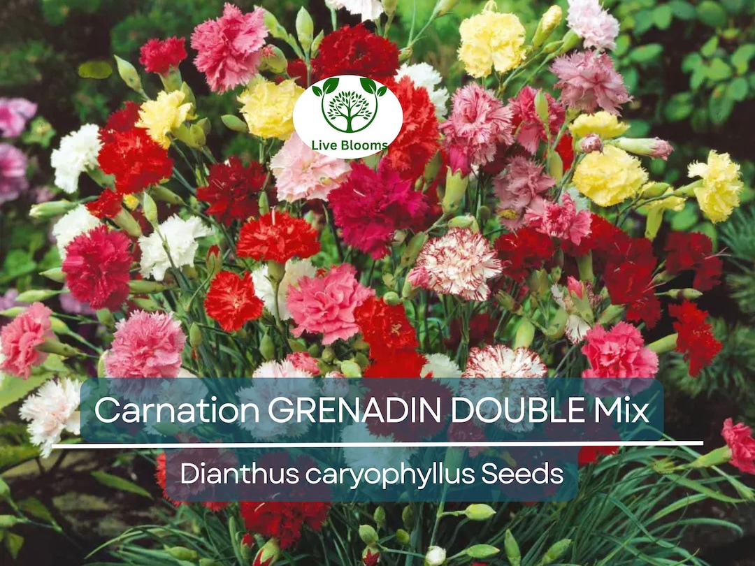 200 Seeds Carnation GRENADIN DOUBLE Mix, Dianthus Caryophyllus ...