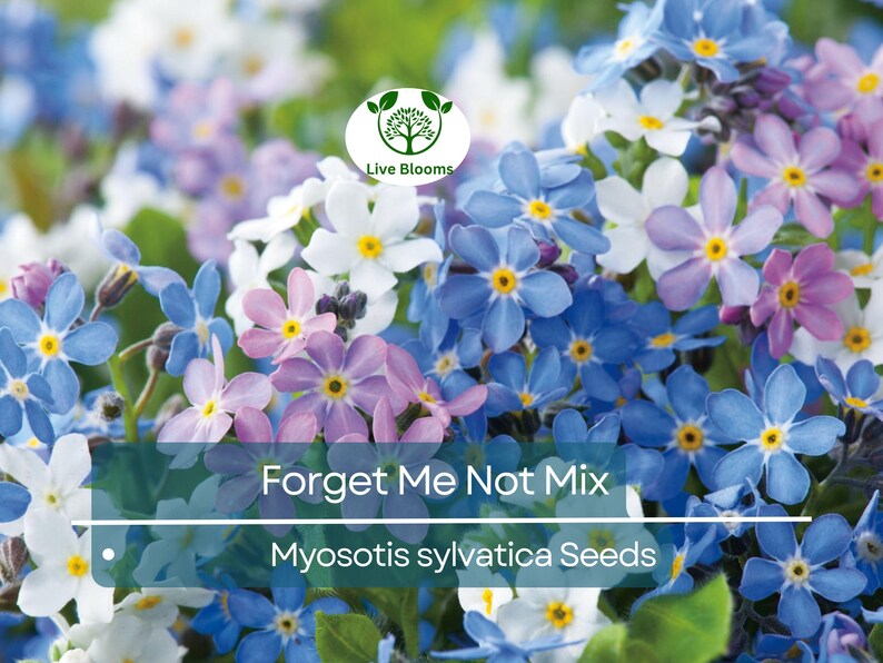 100 Seeds Forget Me Nots Mixed Colors, Perennial Early Blooms ...