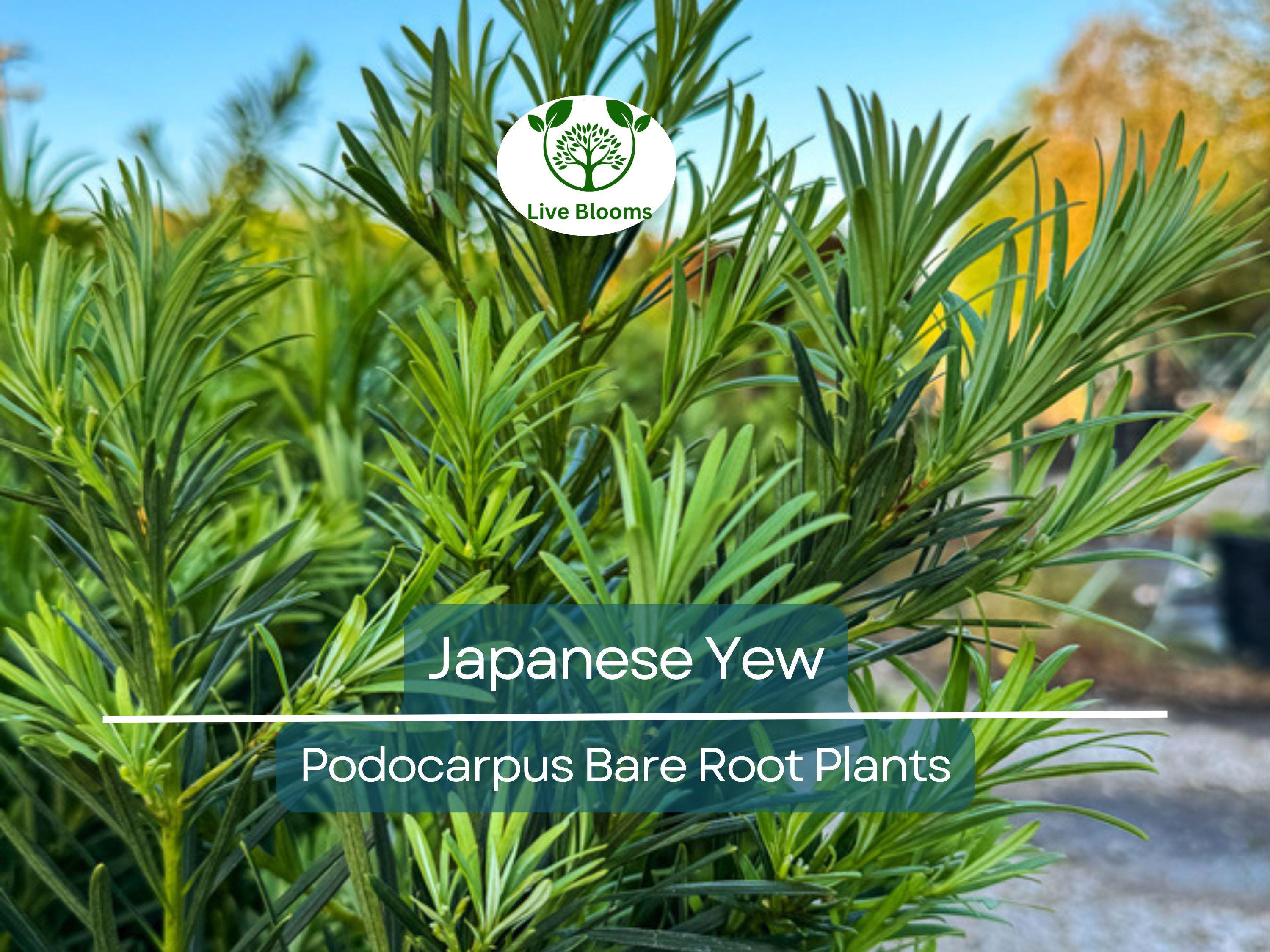20 Podocarpus Japanese Yew Plants – Live Bare Root – Evergreen Privacy ...