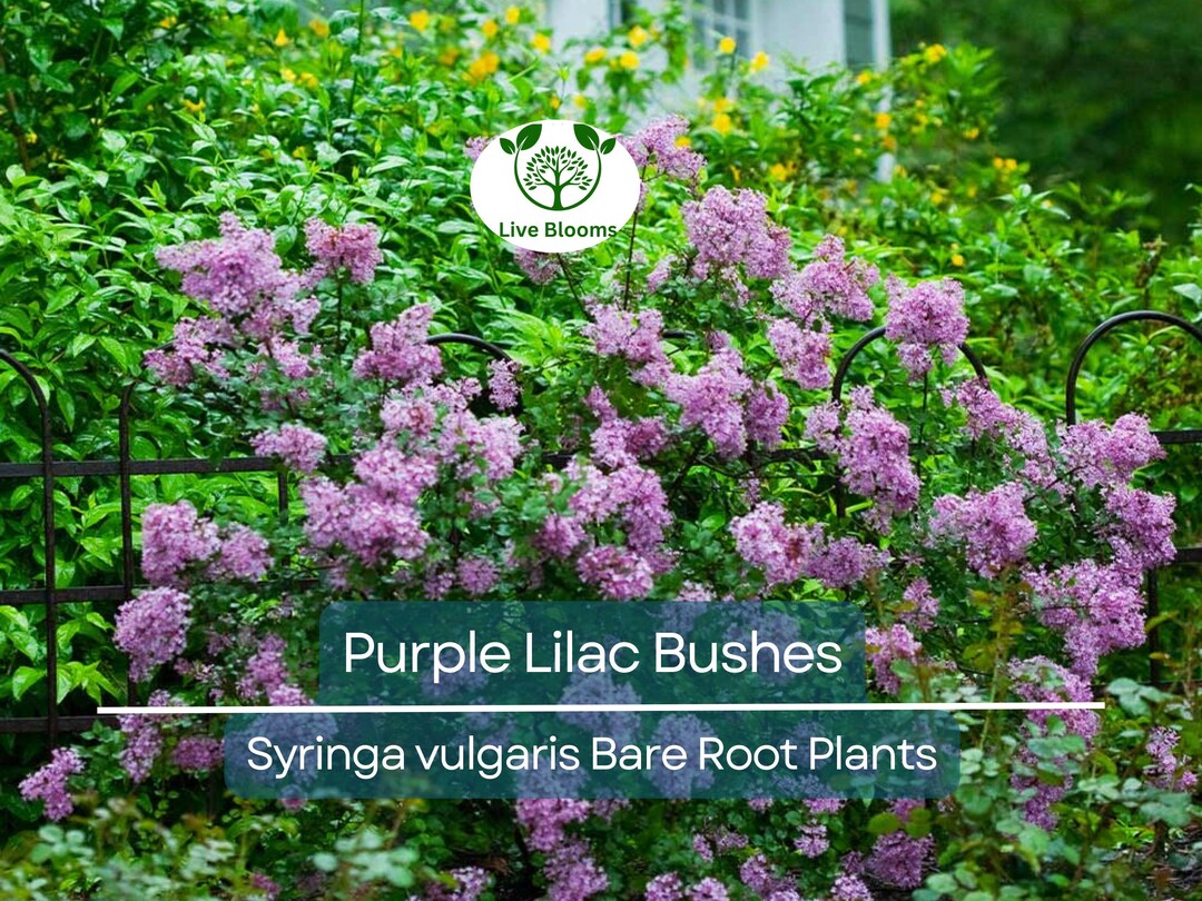 5 Purple Lilac Bushes – Bare Root Shrubs – Fragrant Spring Blooms ...