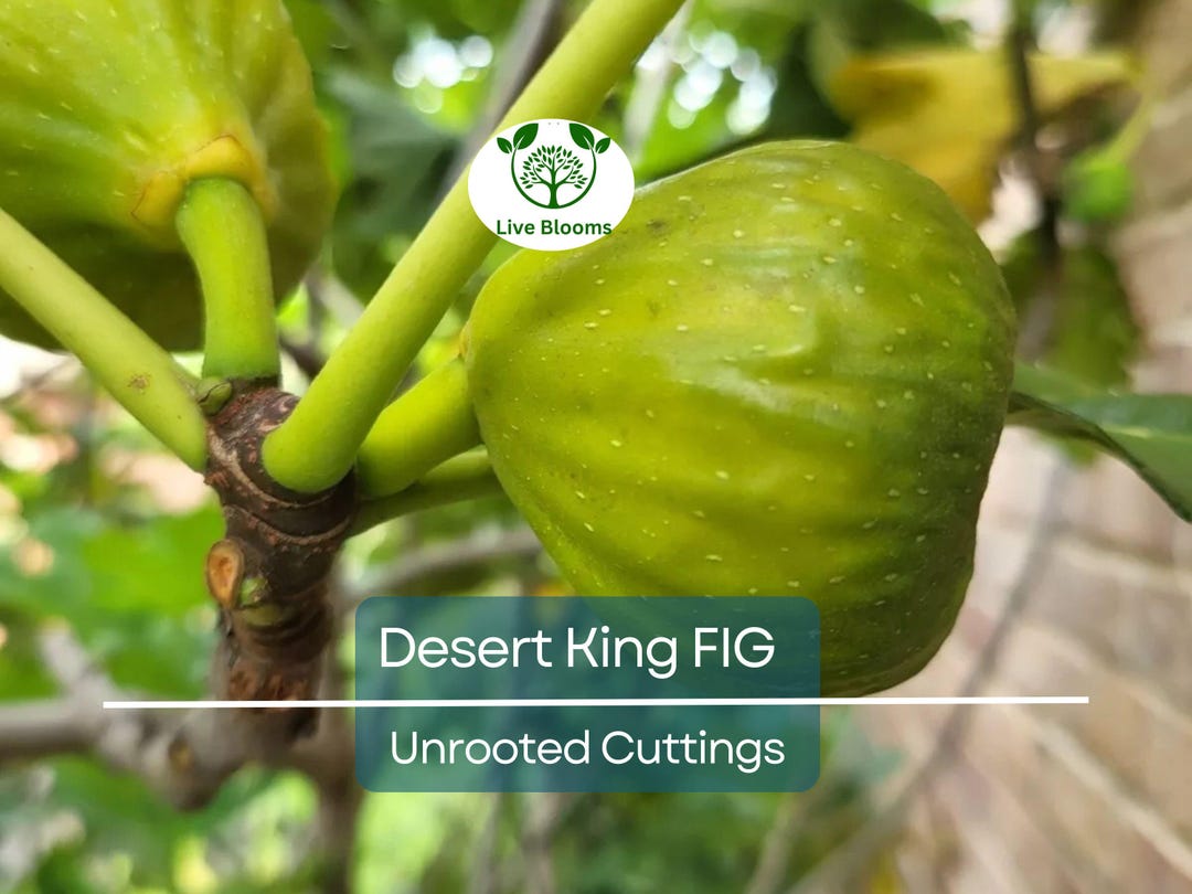 7 Desert King Fig Tree Unrooted Cuttings 6-8 Long Ficus Carica, Fresh ...