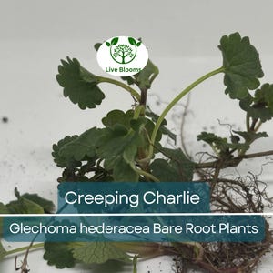 10 Creeping Charlie Vines – Bare Root Plants – Glechoma Hederacea ...