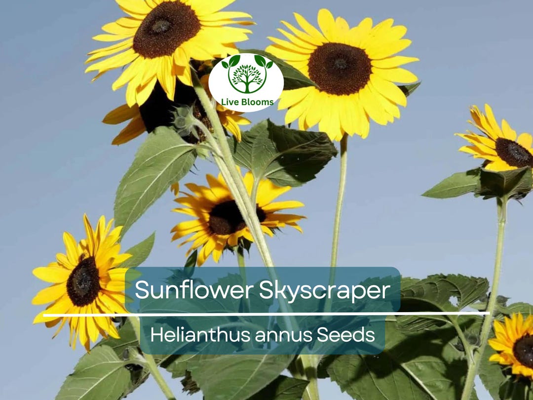 20 Seeds Sunflower Skyscraper, 144" Tall, Huge Edible Flowers, Heirloom ...