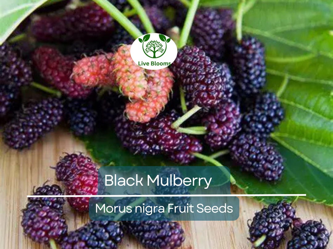 50 Black Mulberry Tree Seeds (morus Nigra), Sweet Edible Fruits, Hardy ...