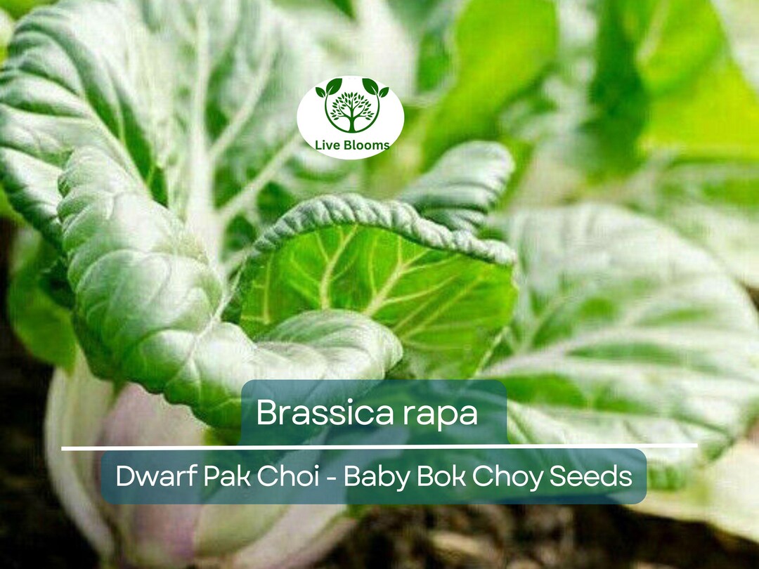 180 Seeds Dwarf Pak Choi - Baby Bok Choy for Planting (brassica Rapa ...
