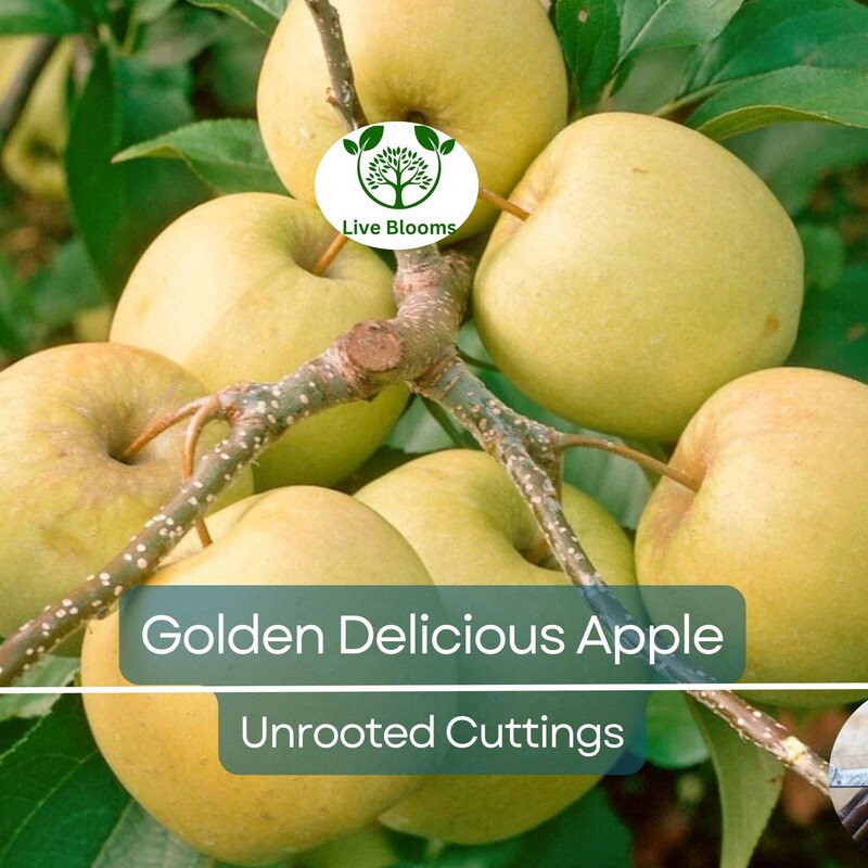 Golden Apples - Etsy