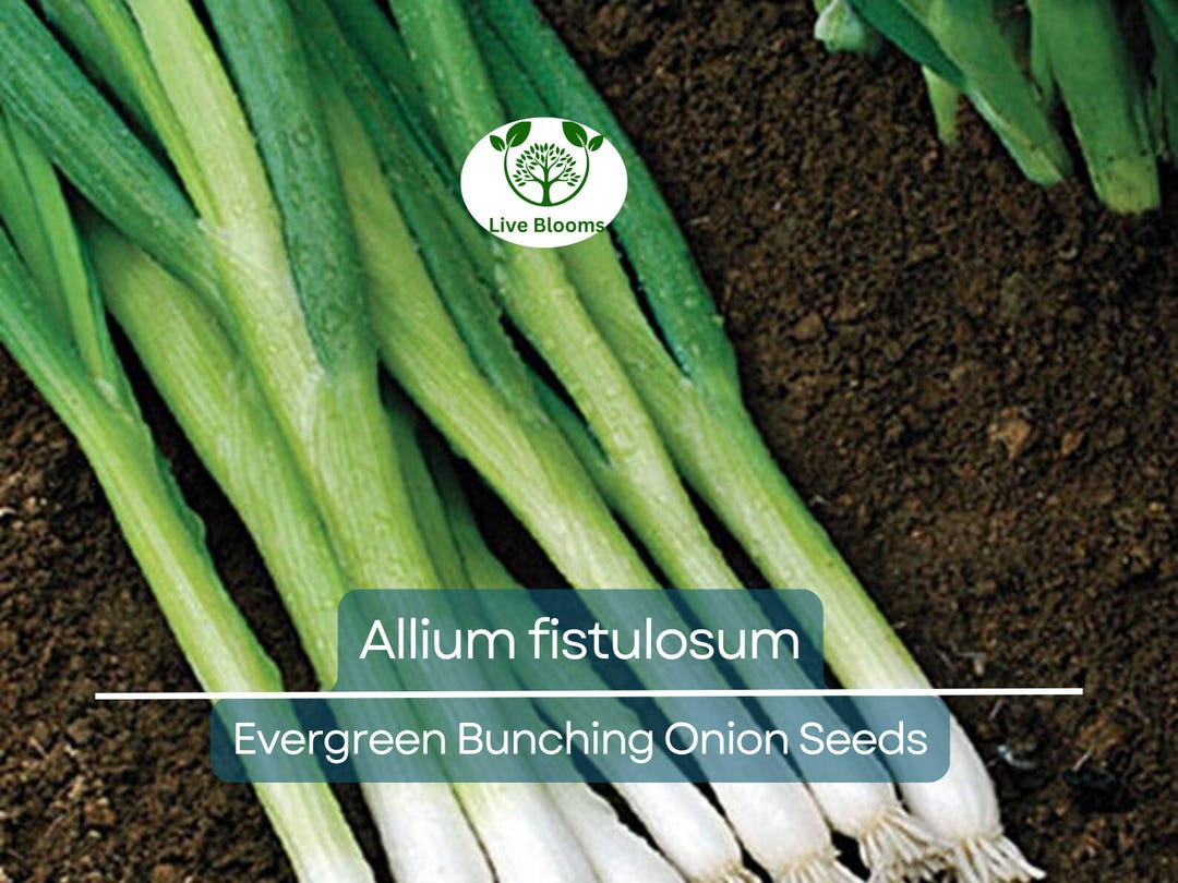 250 Mg Onion Evergreen Bunching Seeds for Planting - Perennial, Hardy ...