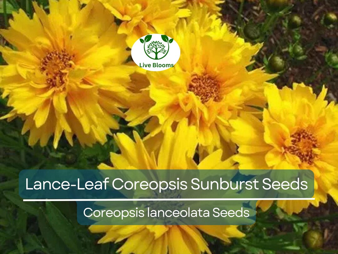 100 Seeds Lance-leaf Coreopsis Sunburst Perennial Wildflower Tickseed Non-gmo, Bright Yellow ...