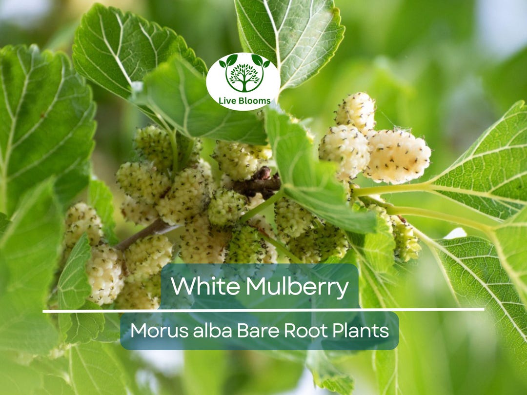 1 White Mulberry Tree – Morus Alba Live Bare Root Tree 1–2 Ft Tall ...