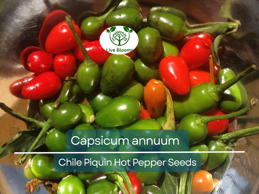 30 Seeds Chile Piquin Hot Pepper – Capsicum Annuum | Heirloom Tiny ...