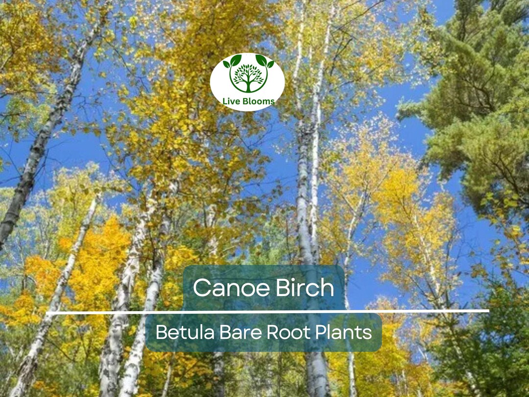 1 Canoe Birch Tree – Live Bare Root Plant – White Birch (betula ...