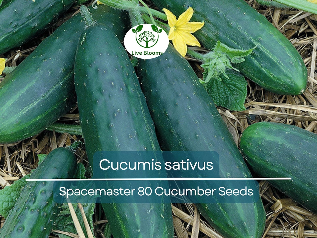 35 Seeds Cucumber Spacemaster 80 - Cucumis Sativus | Compact Cucumber ...