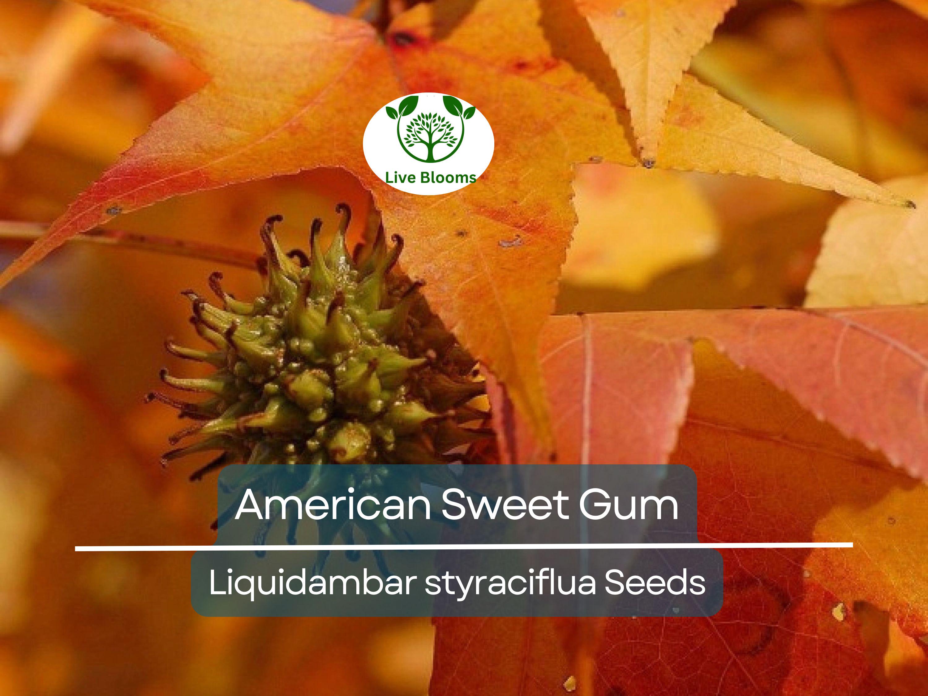 15 American Sweet Gum Tree Seeds (liquidambar Styraciflua), Fall Colorful Tree, Beautiful ...
