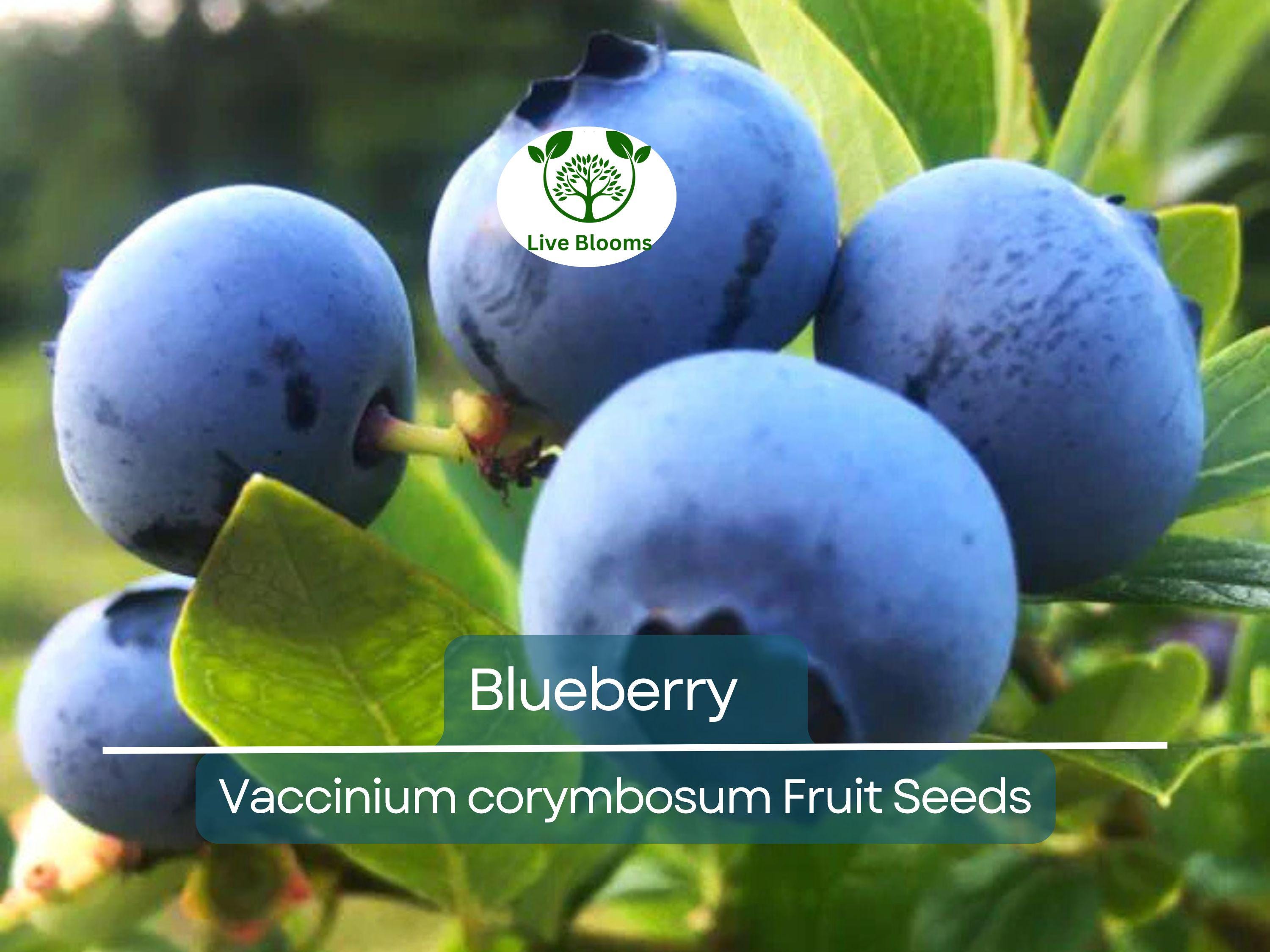 100 Blueberry Seeds - Dwarf Top Hat (vaccinium Corymbosum), Low Bush ...