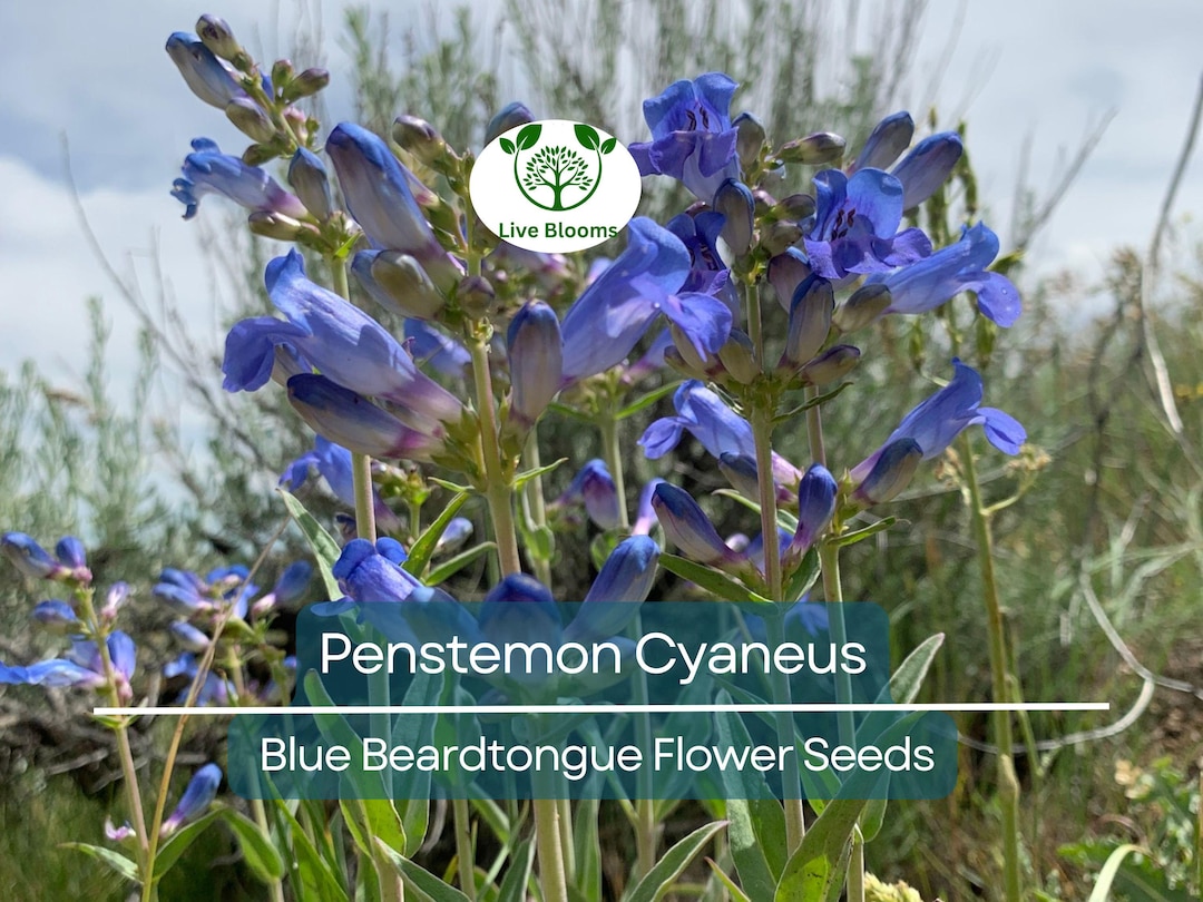 100 Mg Seeds Penstemon Cyaneus (blue Beardtongue) for Planting ...