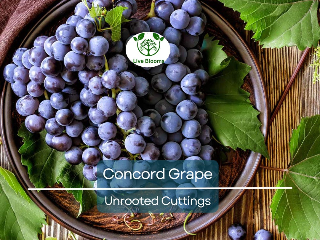12 Unrooted Concord Grape (with Seeds) Cuttings 6-8" Organic, Vigorous ...