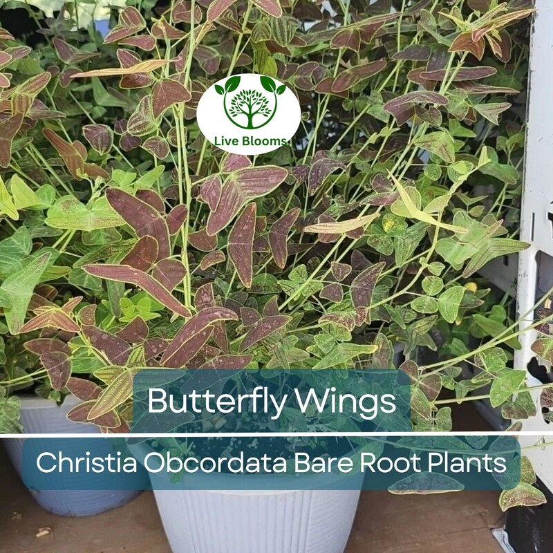 Swallowtail Plant - Etsy