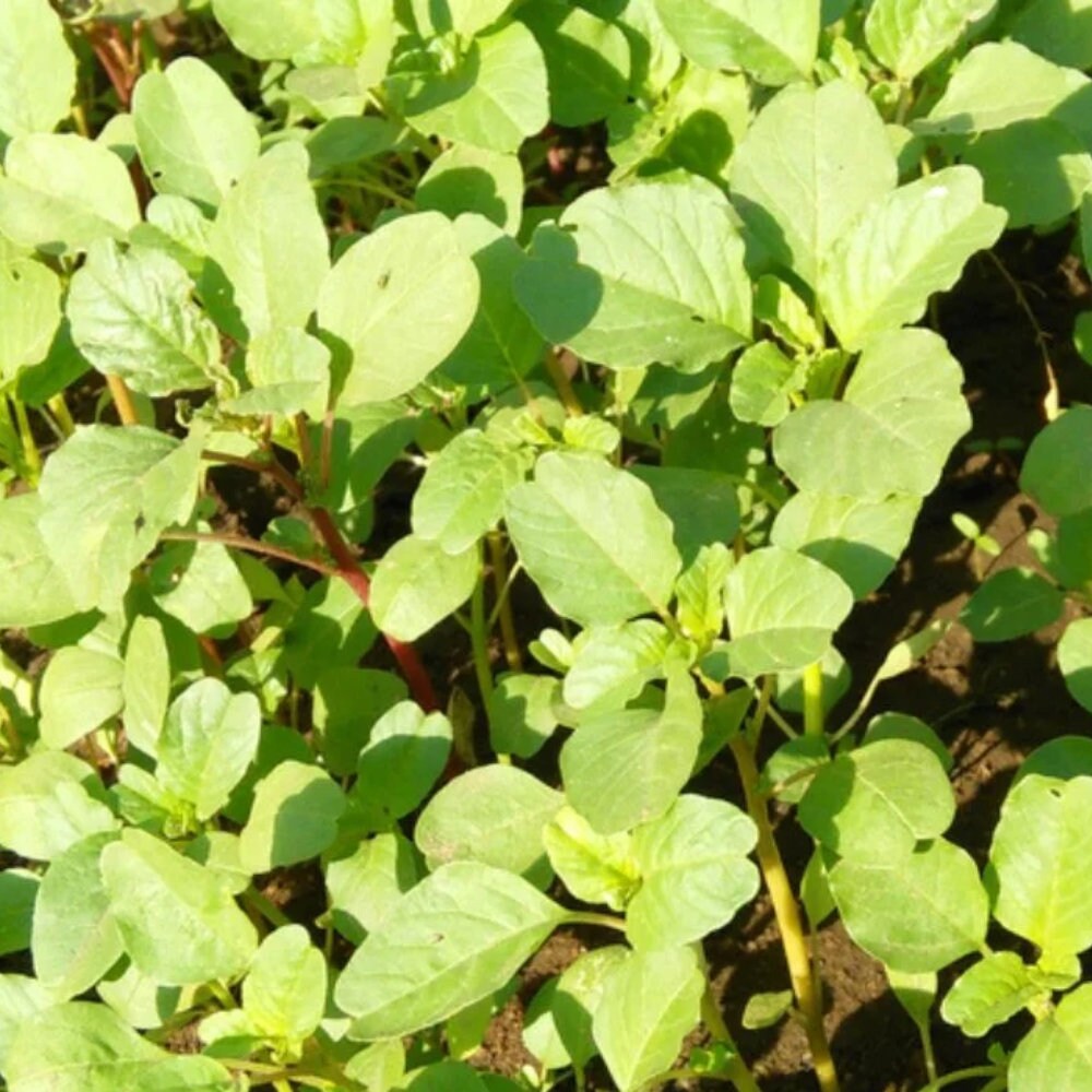 Edible Amaranth White Light Green 500mg Vegetable Seeds for - Etsy