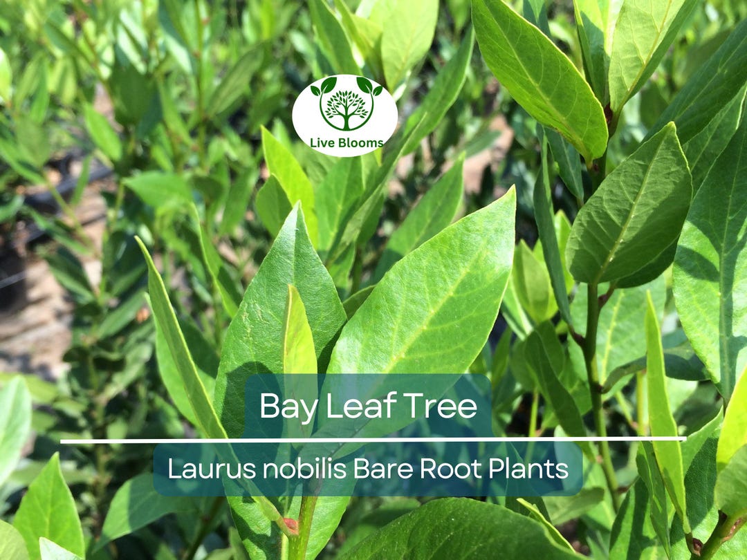1 Bay Leaf Tree – Laurus Nobilis Bare Root Starter Plant – Culinary Bay ...