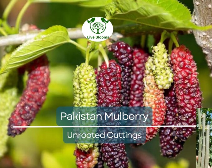 Grow Your Own Multi Fruit Trees Live Cuttings for Planting or Grafting ...