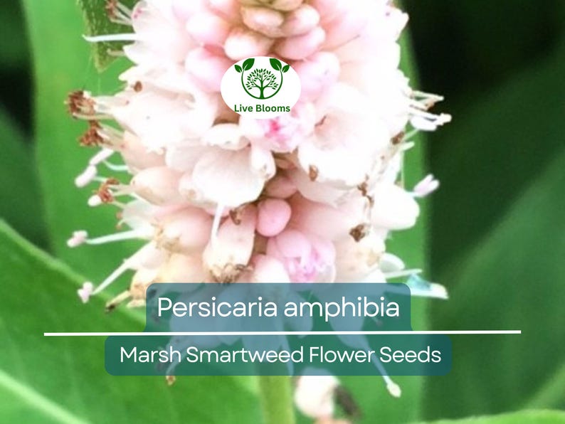 500 Mg Seeds Persicaria Amphibia (marsh Smartweed) for Planting ...