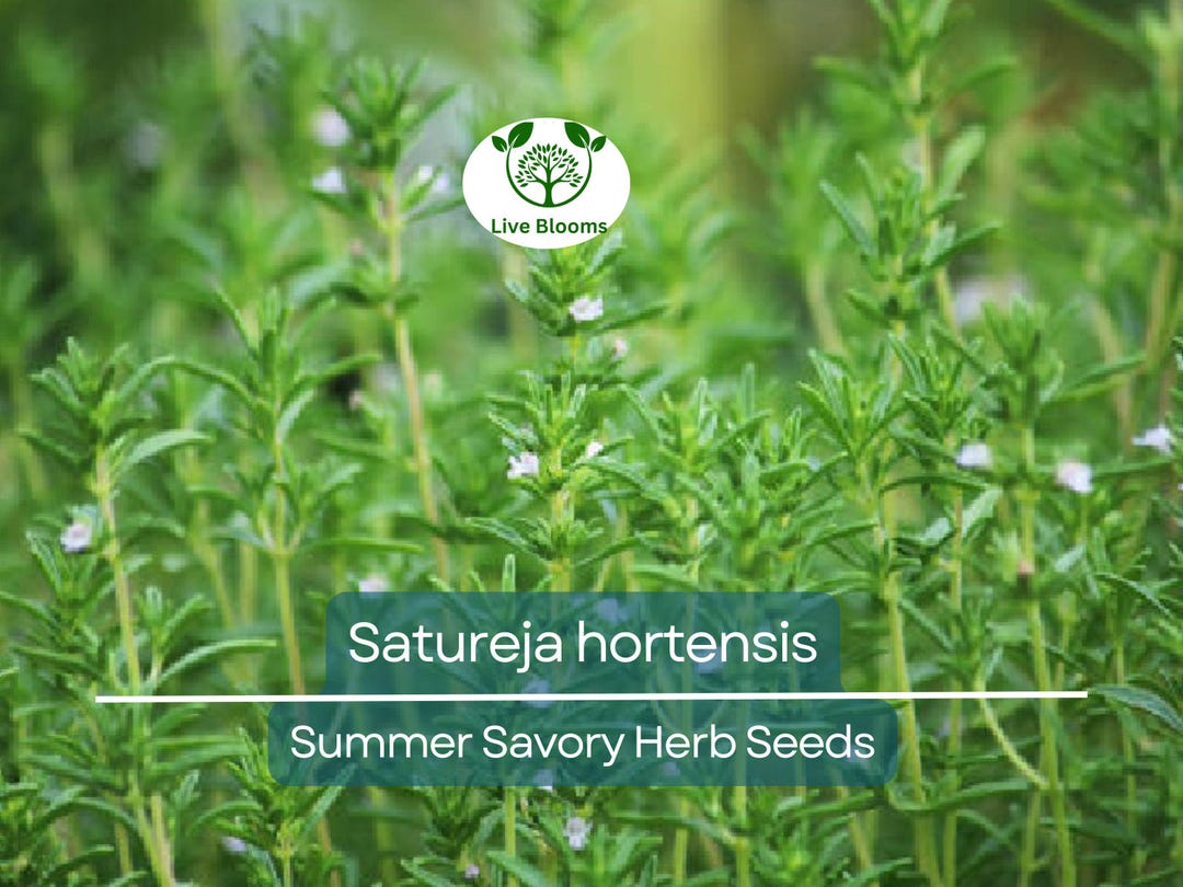 500 Summer Savory Seeds for Planting - Satureja Hortensis - Fresh Herb ...