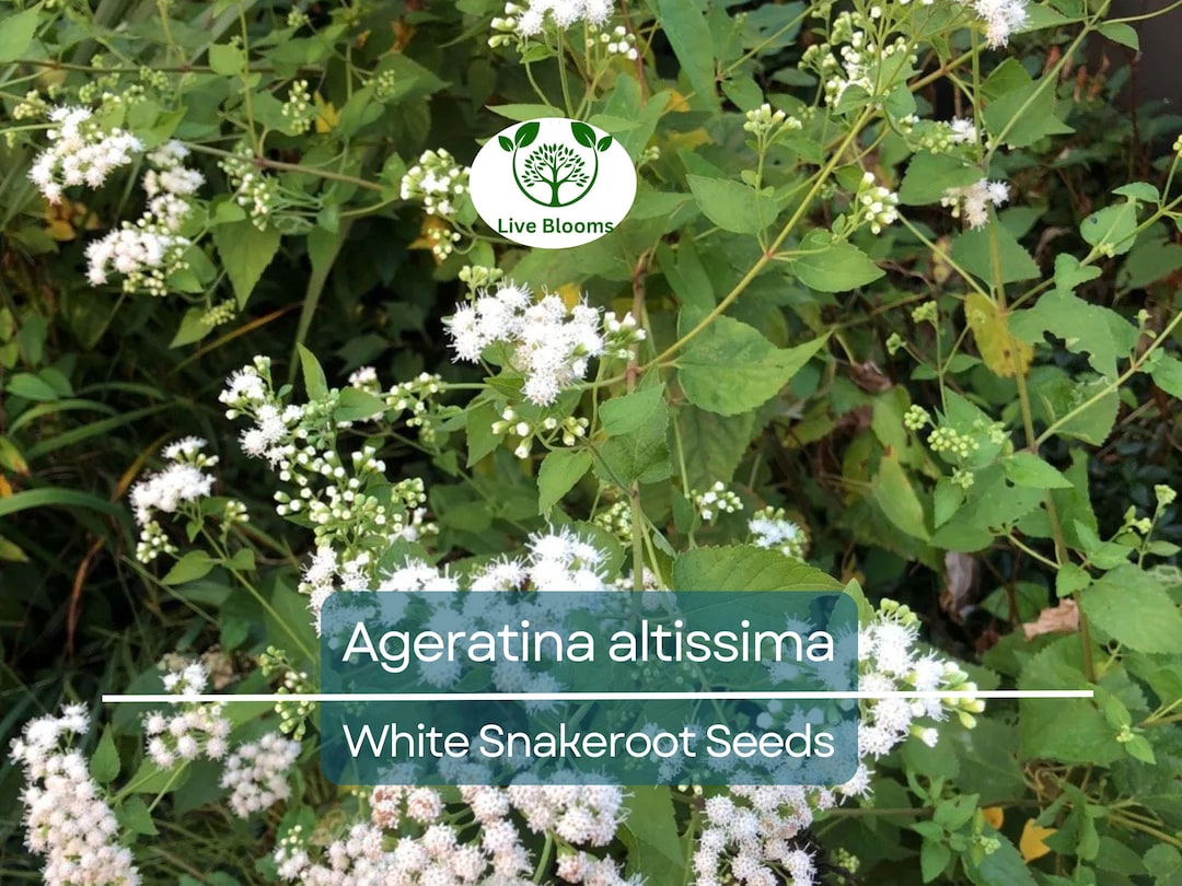 500 Ageratina Altissima White Snakeroot Seeds, Native Perennial, White ...