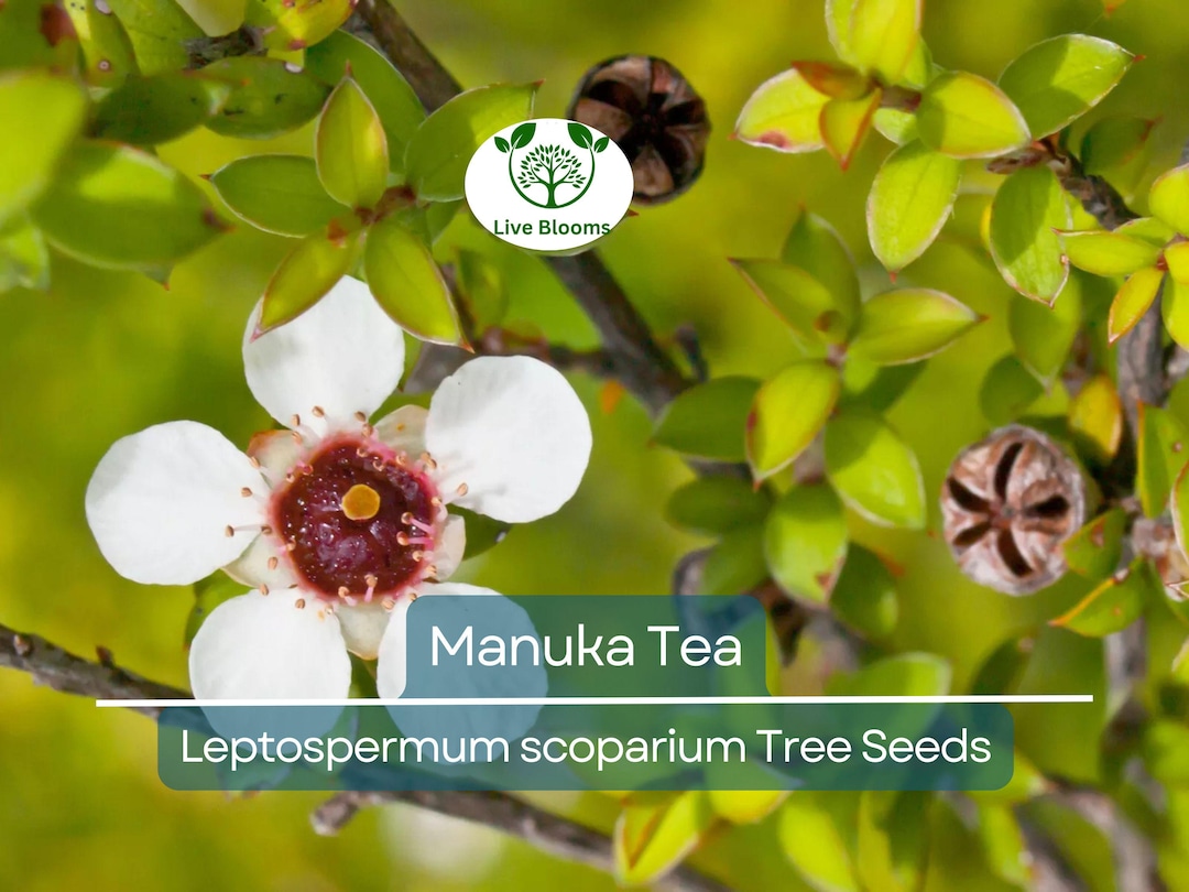 100 Manuka Tea Tree Seeds (leptospermum Scoparium), Honey Bush, New ...