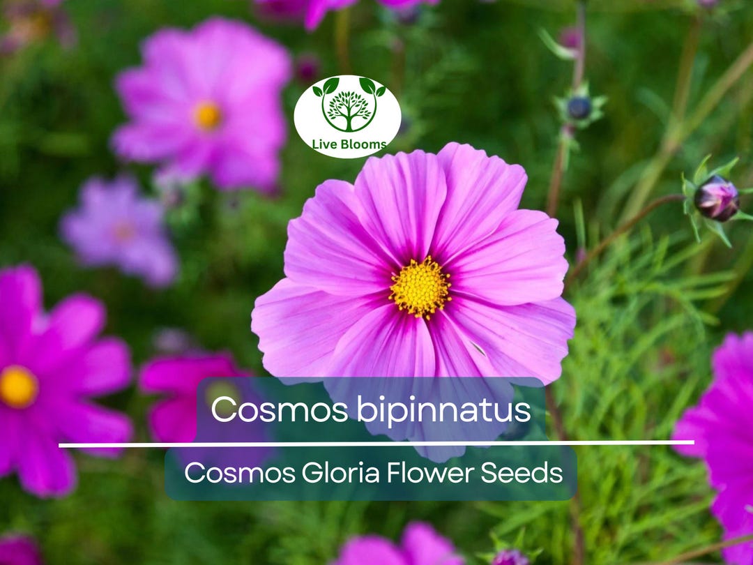 1 Gram Seeds Cosmos Gloria for Planting | Cosmos Bipinnatus Vibrant ...