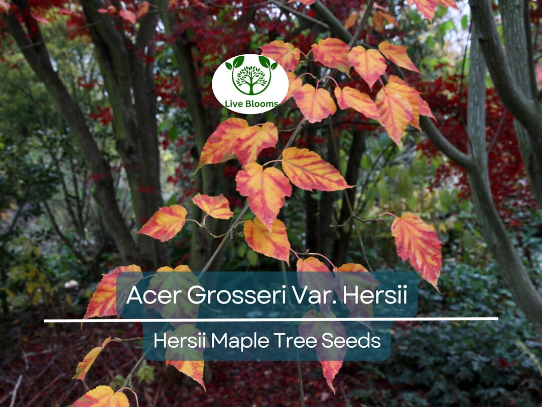 10 Seeds Acer Grosseri Var. Hersii (hersii Maple) for Planting - Rare Hardy Tree, Ideal for ...