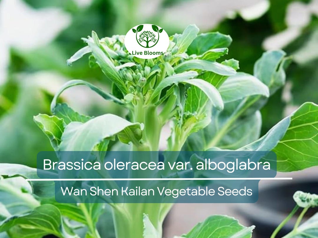 150 Seeds Wan Shen Kailan - Brassica Oleracea Var. Alboglabra | Open ...