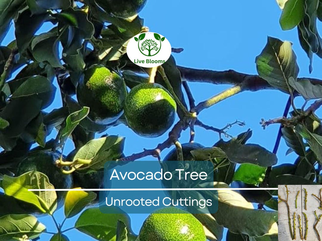 4 Pcs Combo Scions Bacon & Fuerte Avocado Tree Unrooted Cuttings, 2 PCS ...