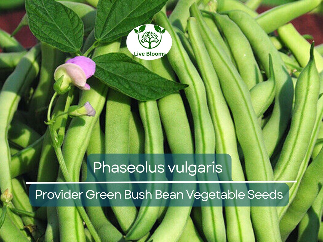 20 Seeds Provider Green Bush Bean - Phaseolus Vulgaris | Heirloom Bean ...