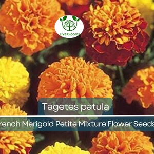 500 Mg Seeds French Marigold Petite Mixture (tagetes Patula) for ...