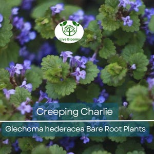 10 Creeping Charlie Vines – Bare Root Plants – Glechoma Hederacea ...