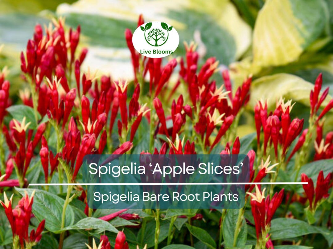 1 Spigelia ‘apple Slices’ – Bare Root Plant (4–5") – Native Shade ...