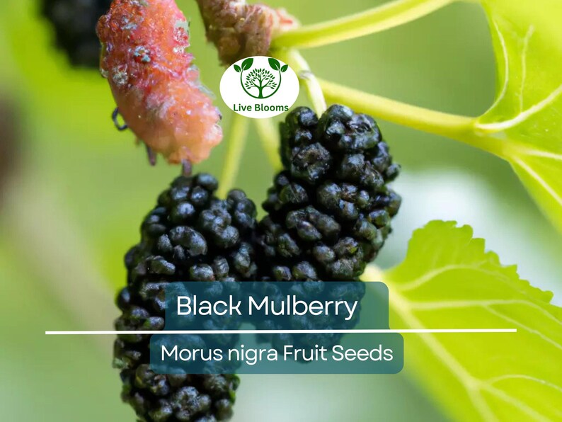 50 Black Mulberry Tree Seeds (morus Nigra), Sweet Edible Fruits, Hardy ...