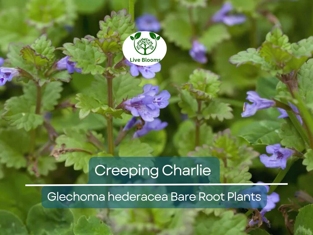 10 Creeping Charlie Vines – Bare Root Plants – Glechoma Hederacea ...