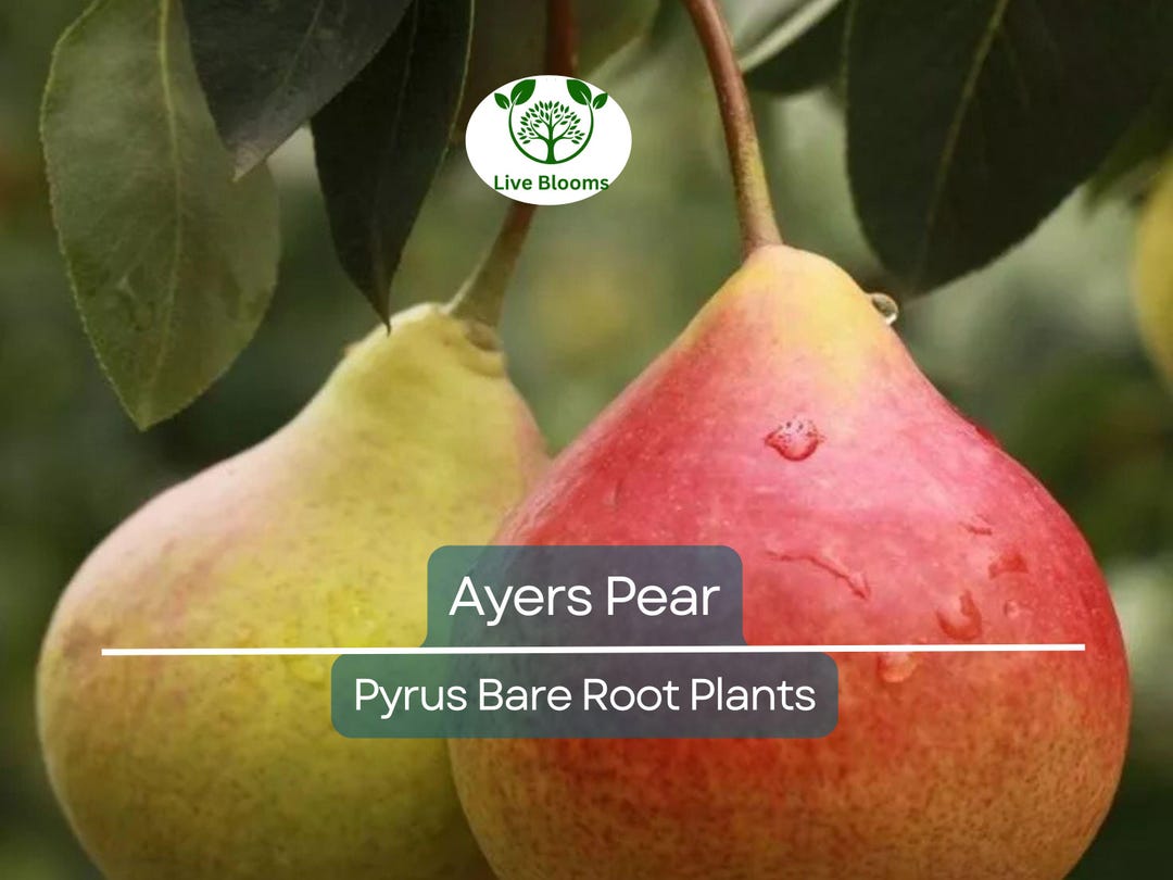 1 Ayers Pear Tree – Live Bare Root Fruit Tree (2ft) – Sweet, Juicy ...