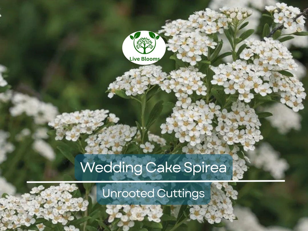 10 White Wedding Cake Spirea Unrooted Cuttings (spiraea Prunifolia) - 6 ...