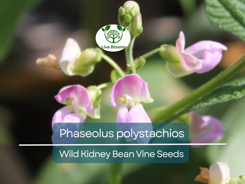 5 Seeds Phaseolus Polystachios – Wild Kidney Bean Vine for Planting ...