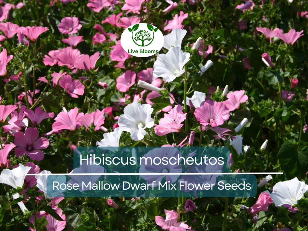 40 Seeds Rose Mallow Dwarf Mix (hibiscus Moscheutos) - Colorful ...