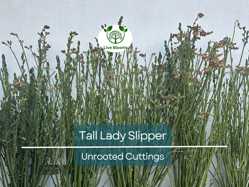 5 Stems Tall Lady Slipper (pedilanthus) Succulent Unrooted Cuttings 3 ...