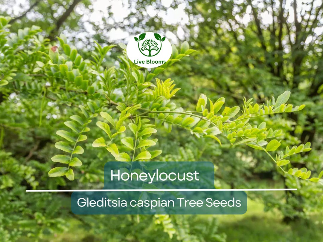 10 Honeylocust Tree Seeds (gleditsia Caspian) | Fast-growing, Hardy ...