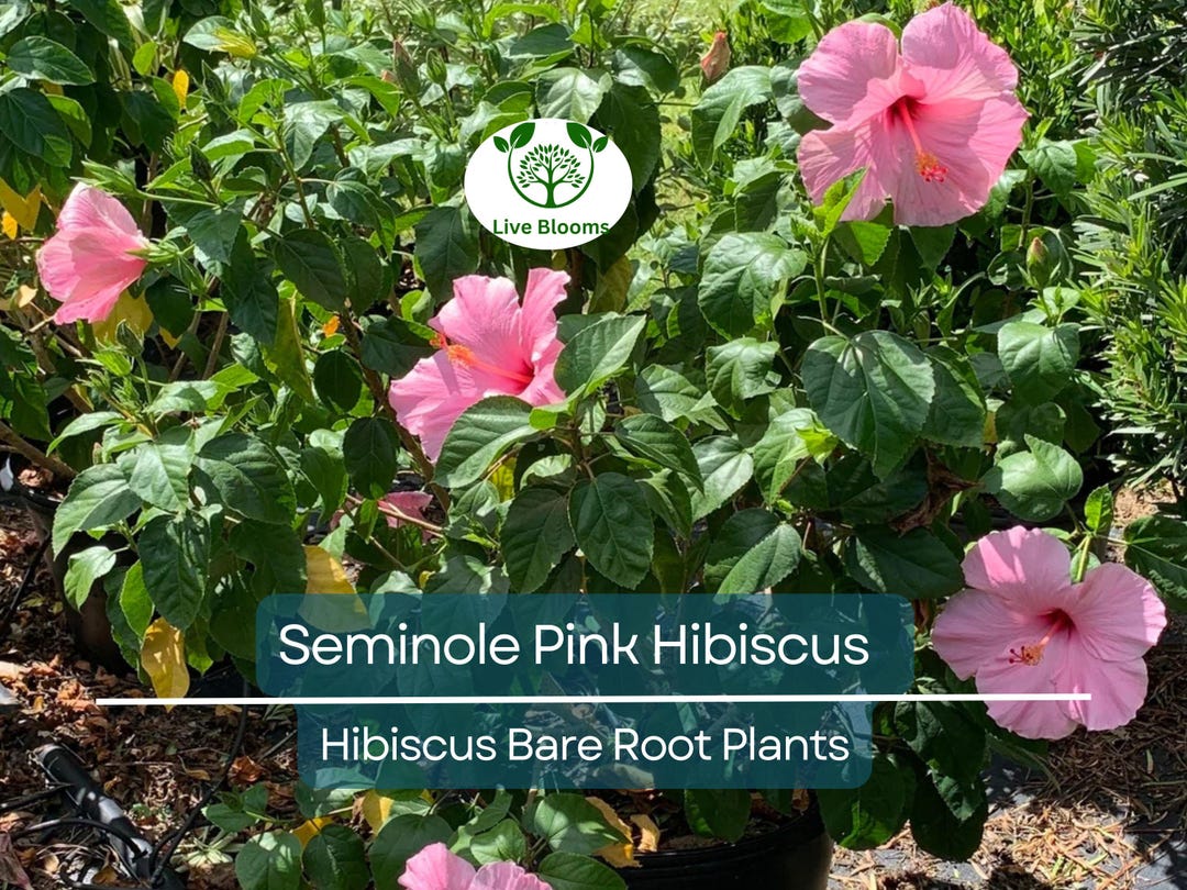2 Seminole Pink Hibiscus – Bare Root Starter Plugs (5") – Tropical ...