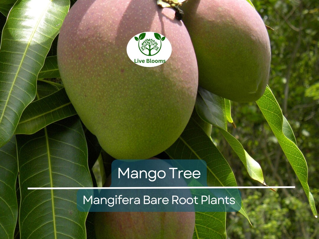 1 Mango Tree – Live Tropical Fruit Plant 6–9” Seedling – Bare Root ...