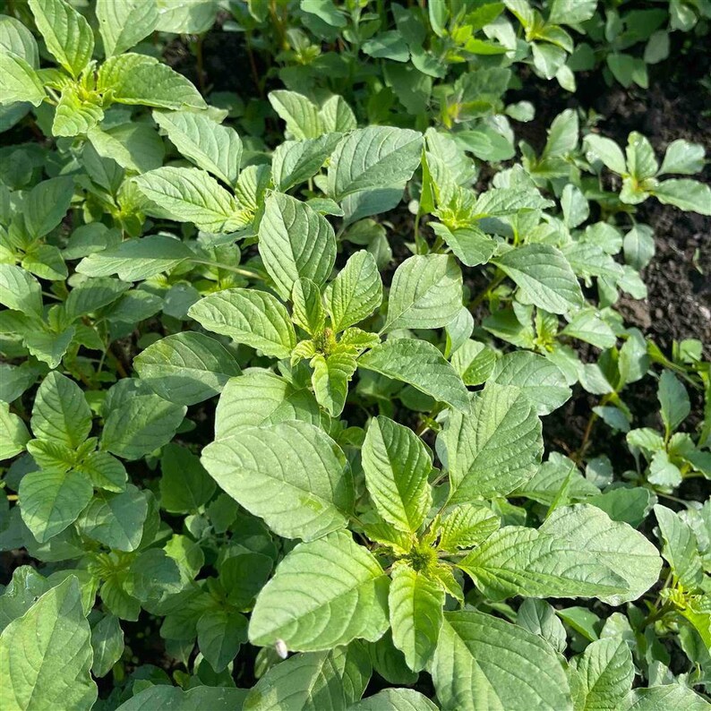 Edible Amaranth White Light Green 500mg Vegetable Seeds for - Etsy